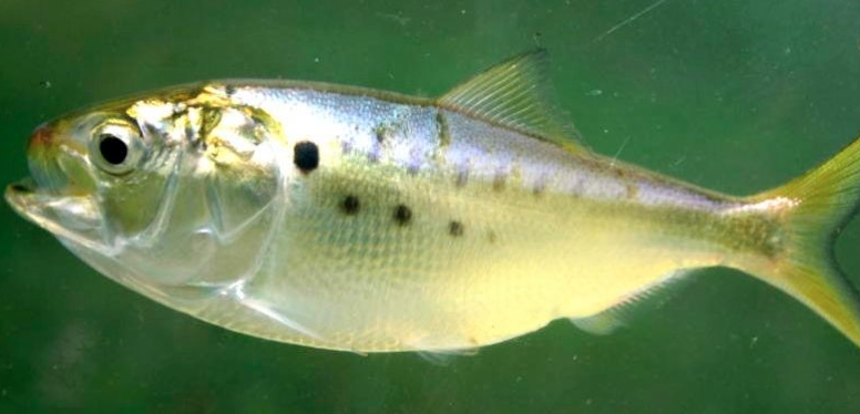 Changing Sea Surface Temperature And Atlantic Menhaden (Brevoortia ...