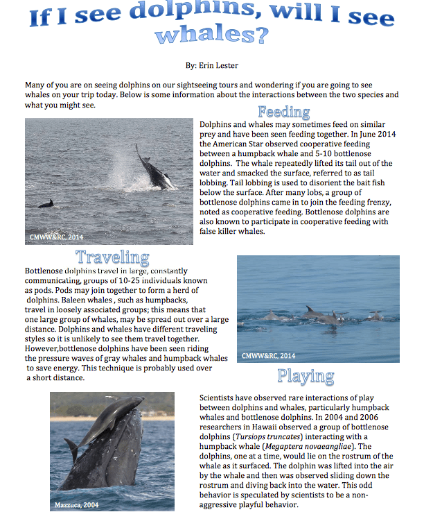 If I See Dolphins, Will I See Whales? | Cape May Whale Watch & Research ...