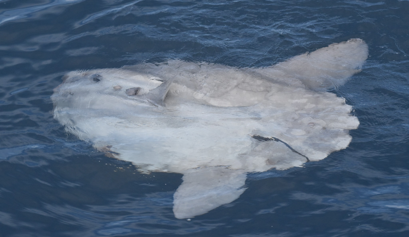 The Mystery Of The Oceanic Sunfish (Mola Mola) | Cape May Whale Watch ...
