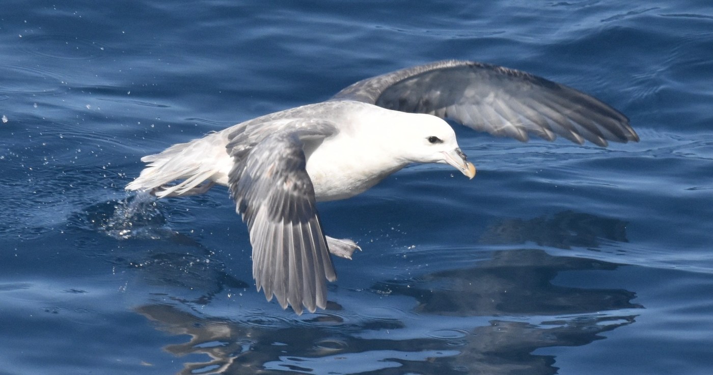 12hr Marine Mammal & Pelagic Bird Watch - New Jersey | Cape May Whale Watch