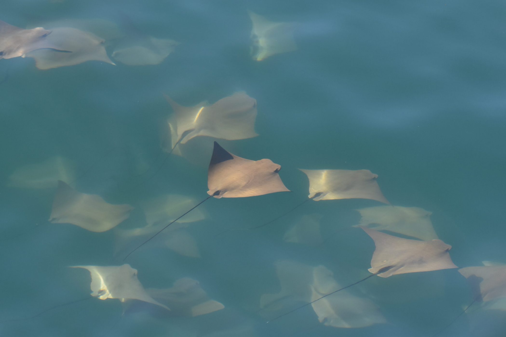 Doing The Right Stings – Saving The Cownose Ray | Cape May Whale Watch ...